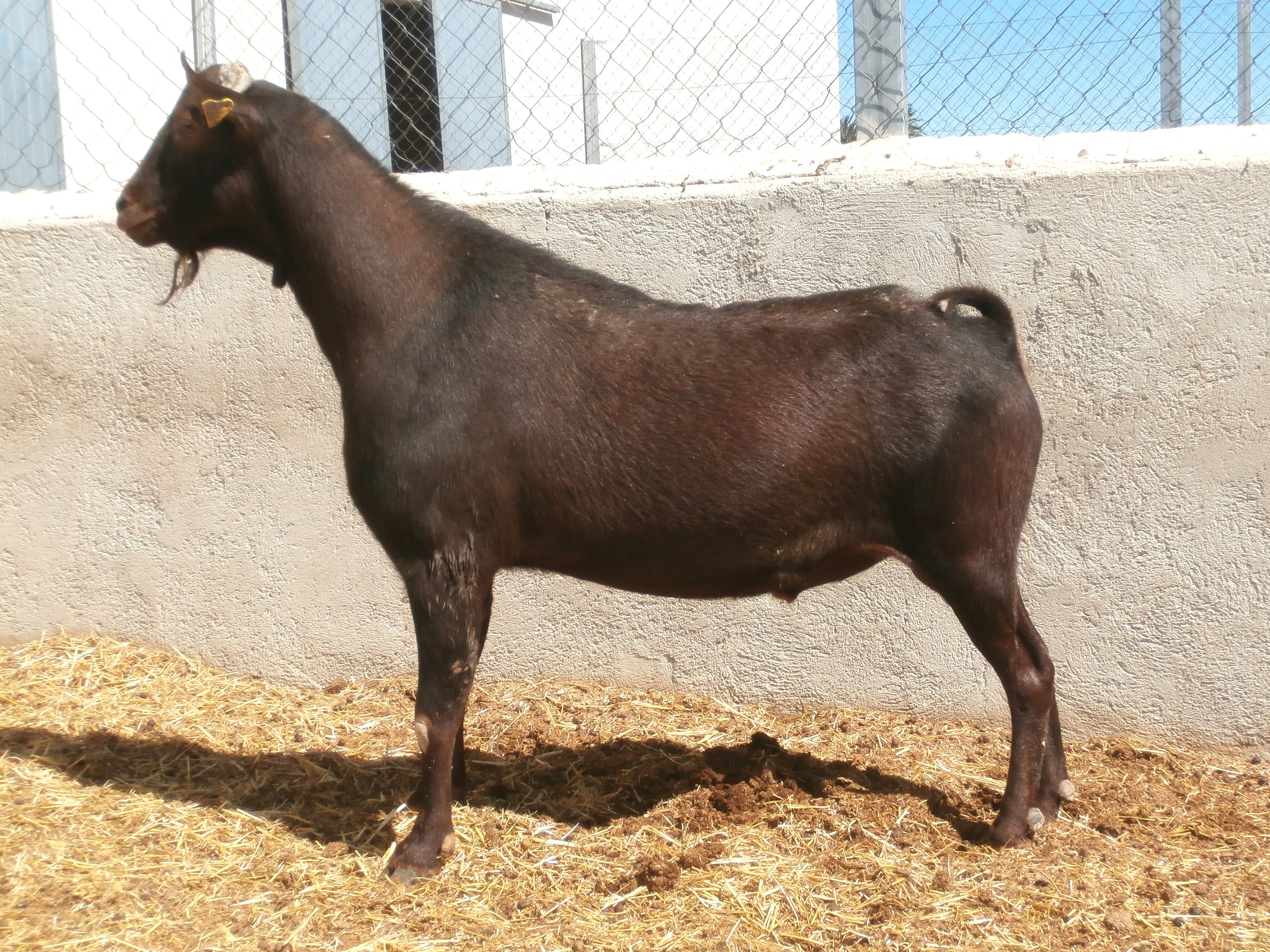 Raza caprina MURCIANO-GRANADINA